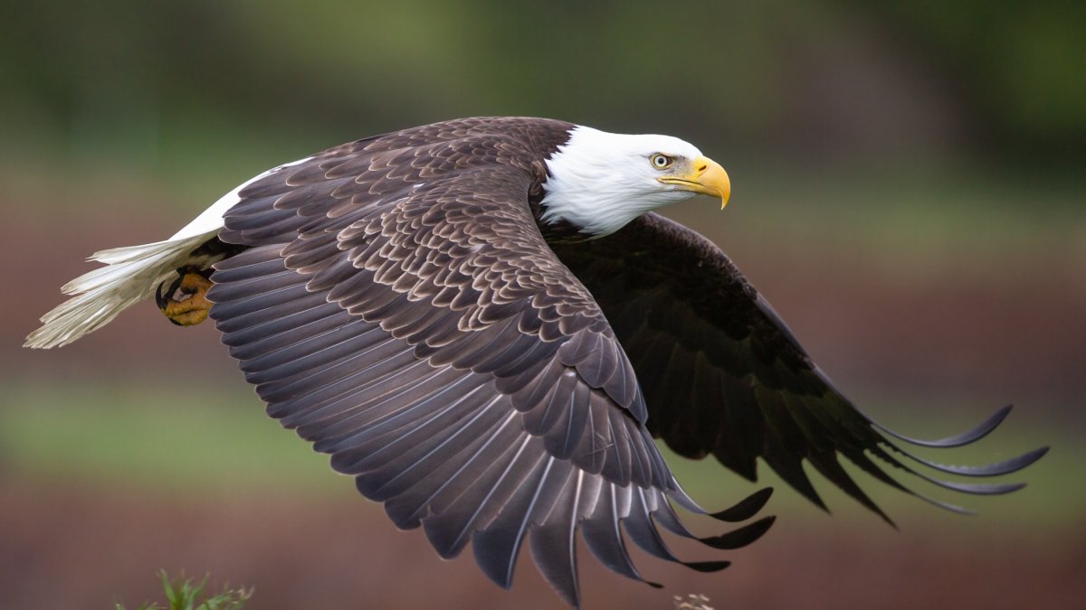 The bald eagle officially becomes America’s national bird – NBC4 Washington The bald eagle officially becomes America’s national bird – NBC4 Washington