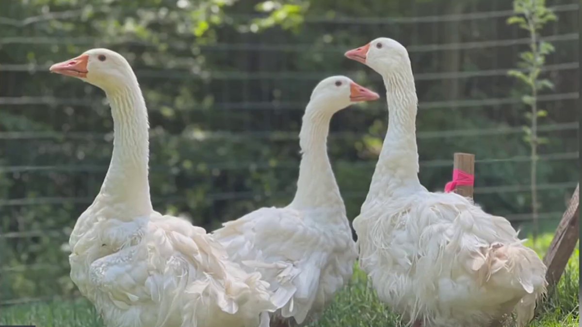 Prized goose, chickens disappear from McLean farm – NBC4 Washington