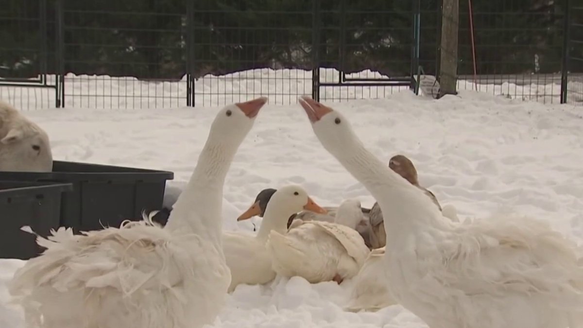 McLean family says thieves snatched prized goose, chickens – NBC4 ...