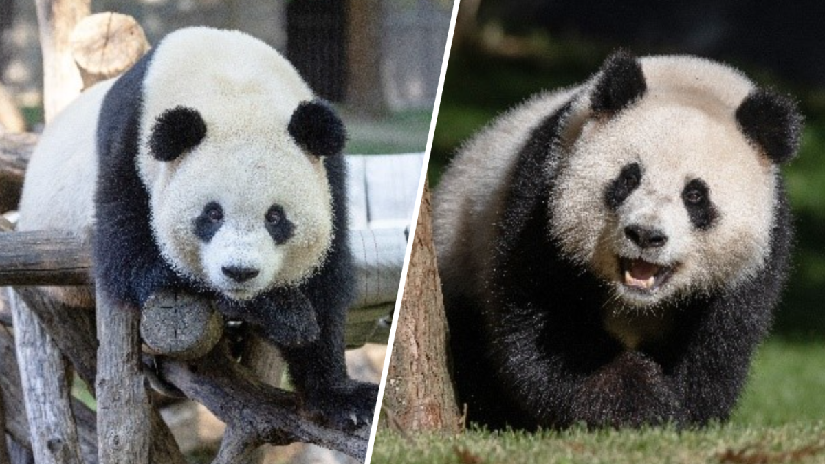How to visit the pandas in DC’s National Zoo – NBC4 Washington