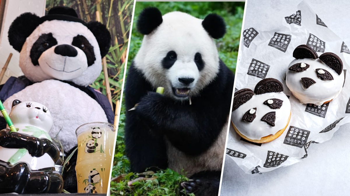 Panda specials: Where to embrace panda-monium in DC – NBC4 Washington