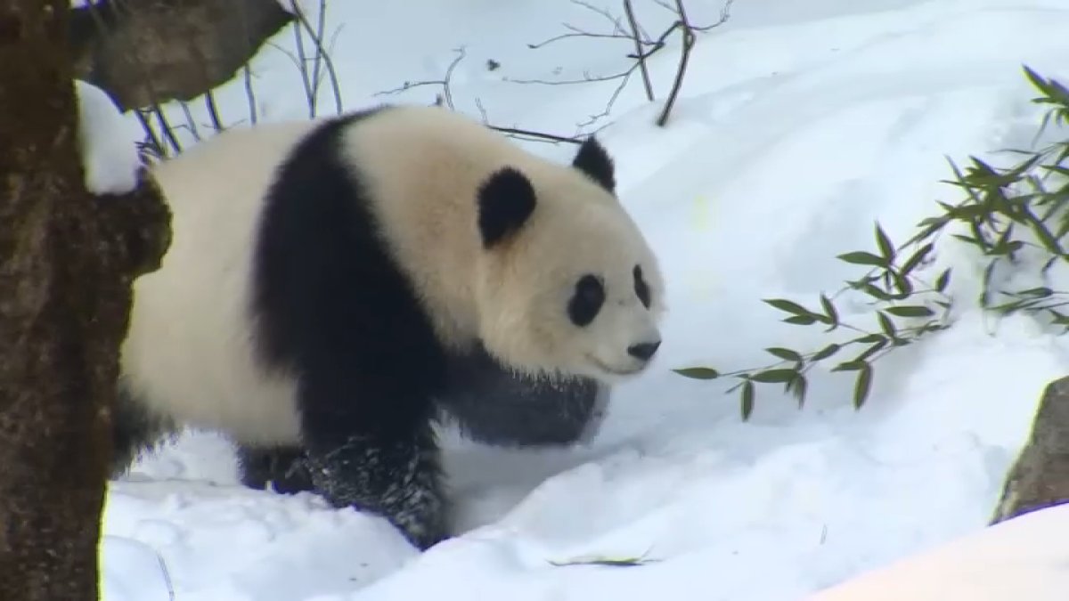 Meet the National Zoo’s new pandas, Bao Li and Qing Bao – NBC4 Washington