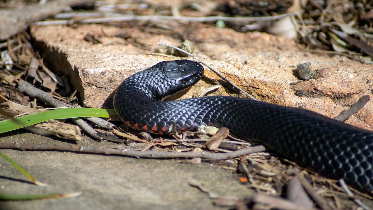 More than 100 venomous snakes removed from Australian yard – NBC4 ...