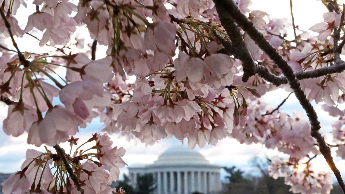 National Park Service reveals cherry blossom peak bloom dates – NBC4 ...