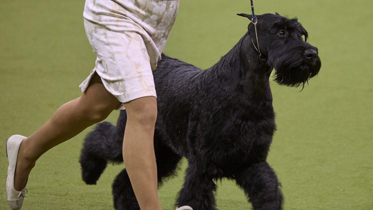 Giant schnauzer named Monty wins best in show at Westminster Kennel ...