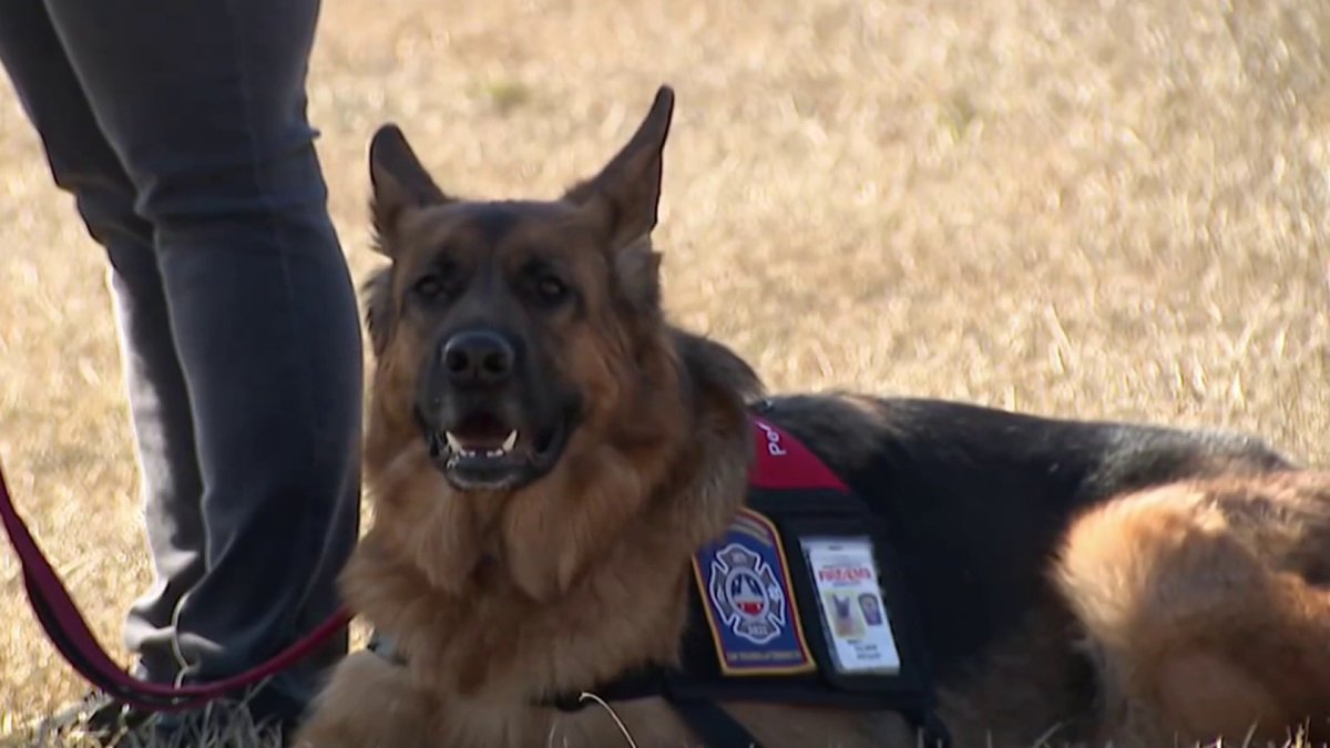 How a therapy dog helps first responders after Potomac crash tragedy ...