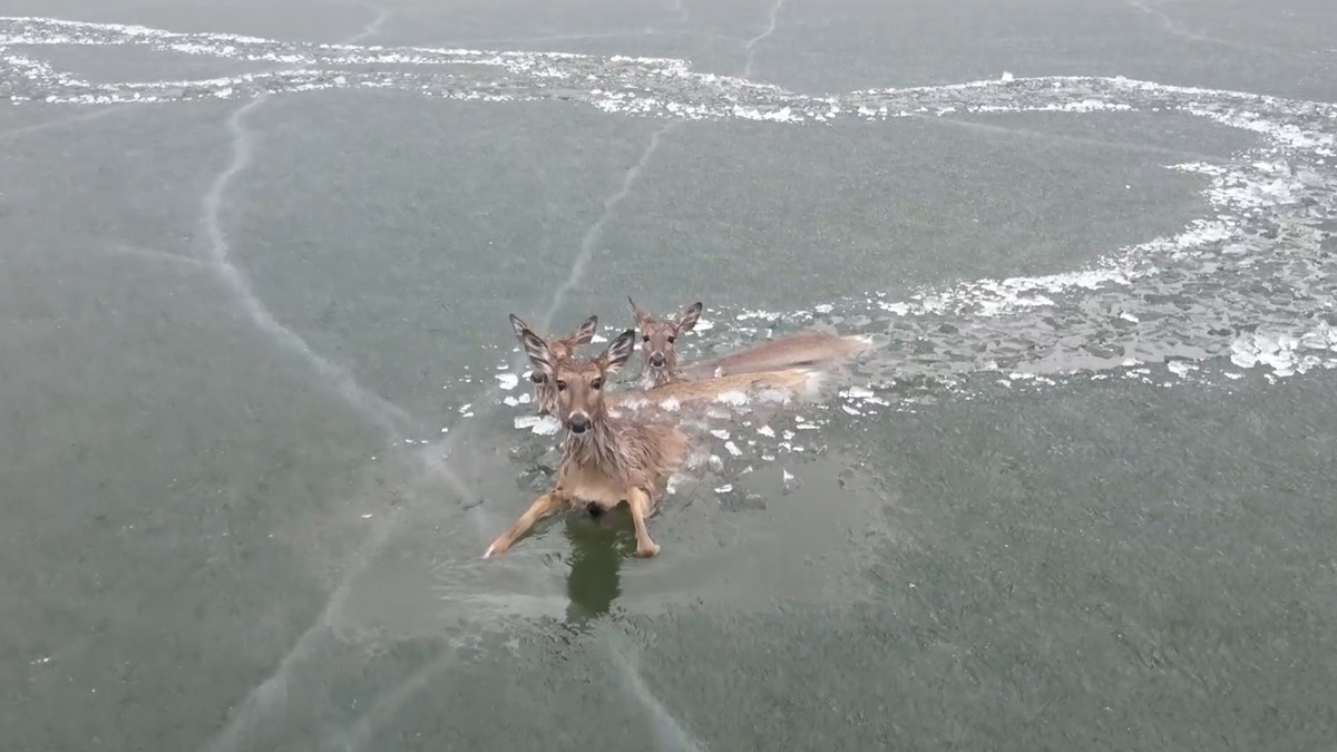 Drone helps save three deer that fell through thin ice at lake – NBC4 ...