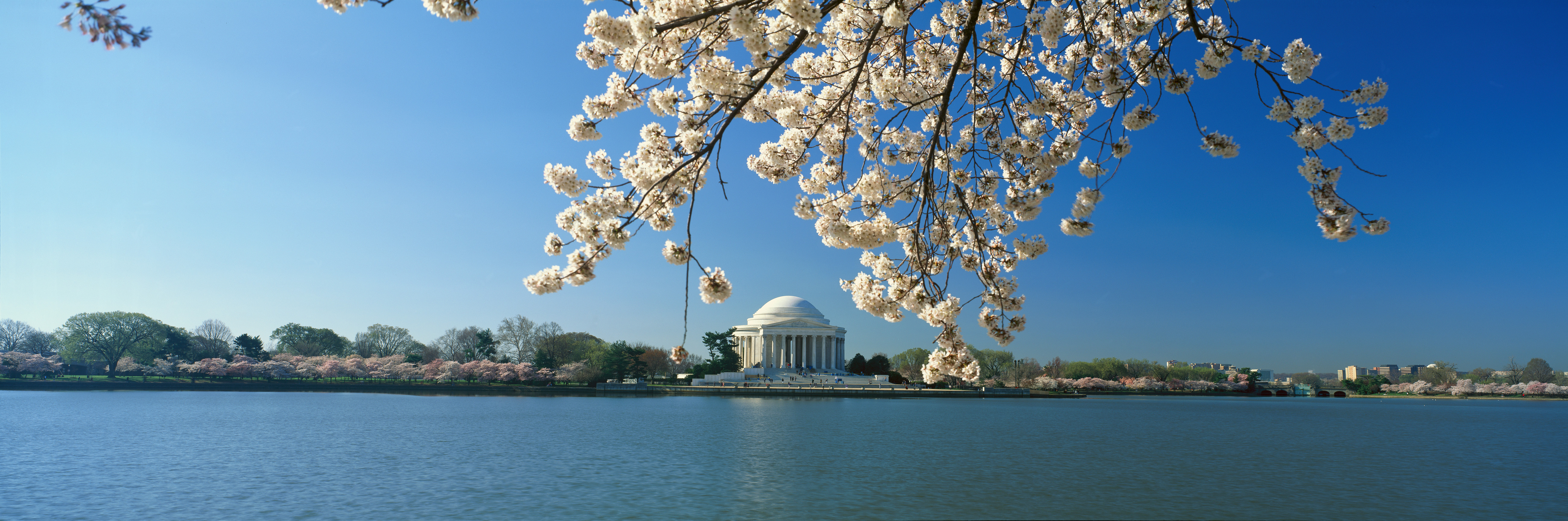 Cherry blossoms in DC hit peak bloom: A guide for spring 2025 – NBC4 ...