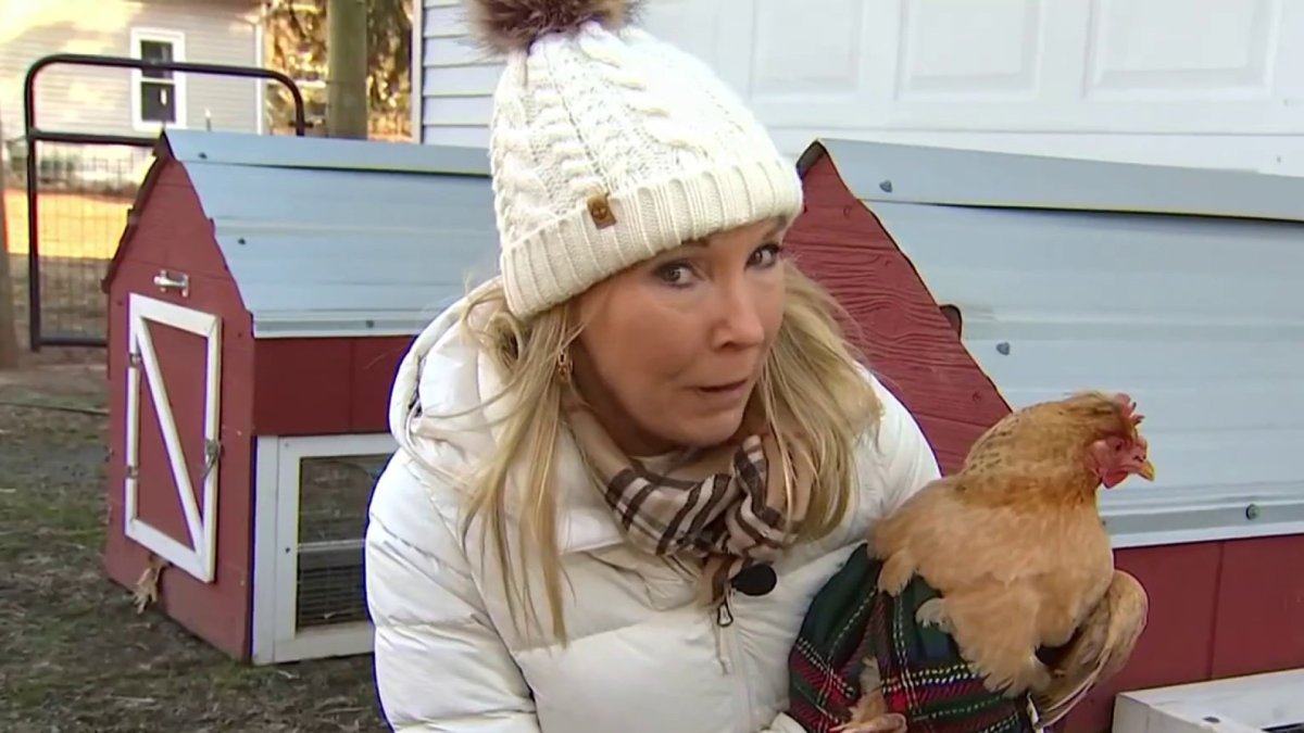 Sick of egg shortages? You can actually rent chickens. Here’s how ...