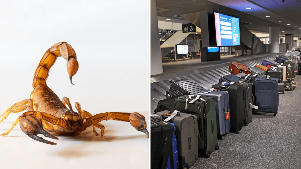 Scorpion sting at Logan Airport? Police say woman was stung while ...