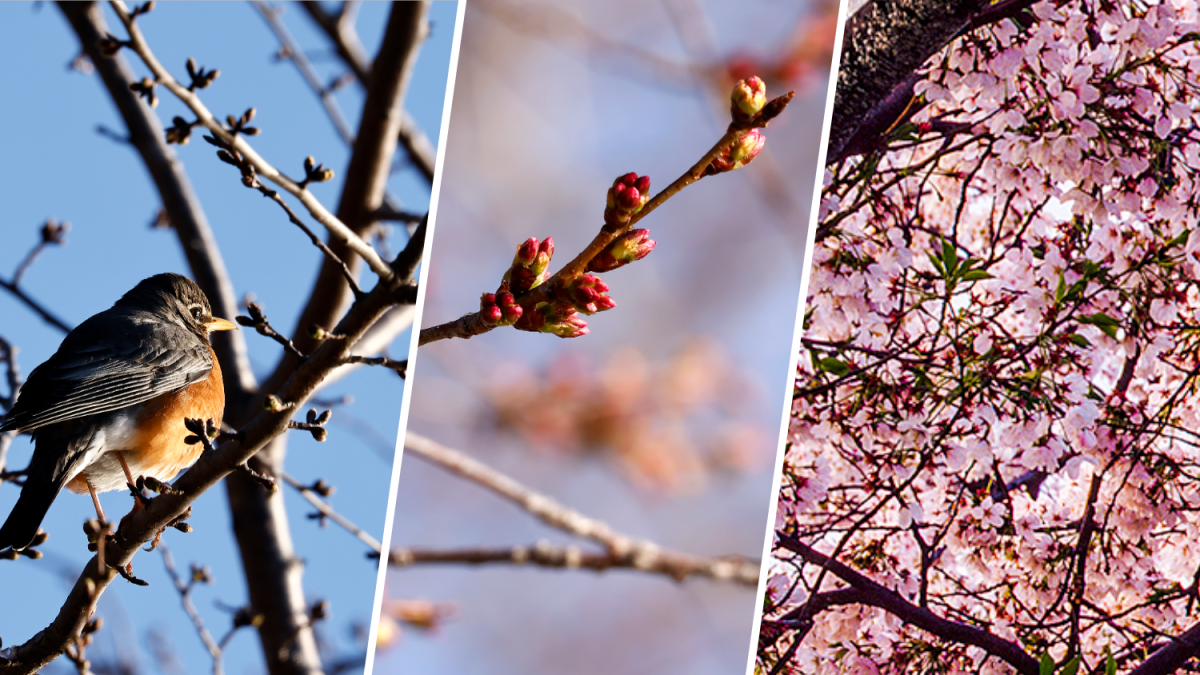 Cherry blossom challenge: Tell us YOUR peak bloom prediction! – NBC4 ...