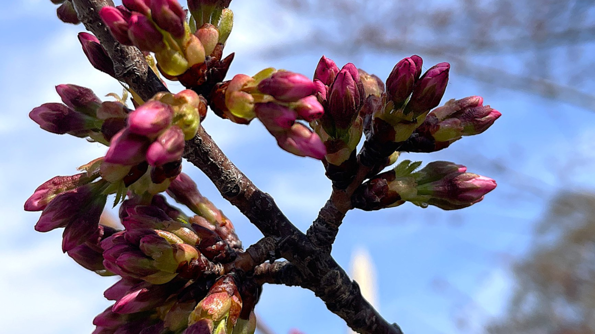 Peduncle elongation! DC’s cherry blossoms hit stage 4 of 6 – NBC4 ...