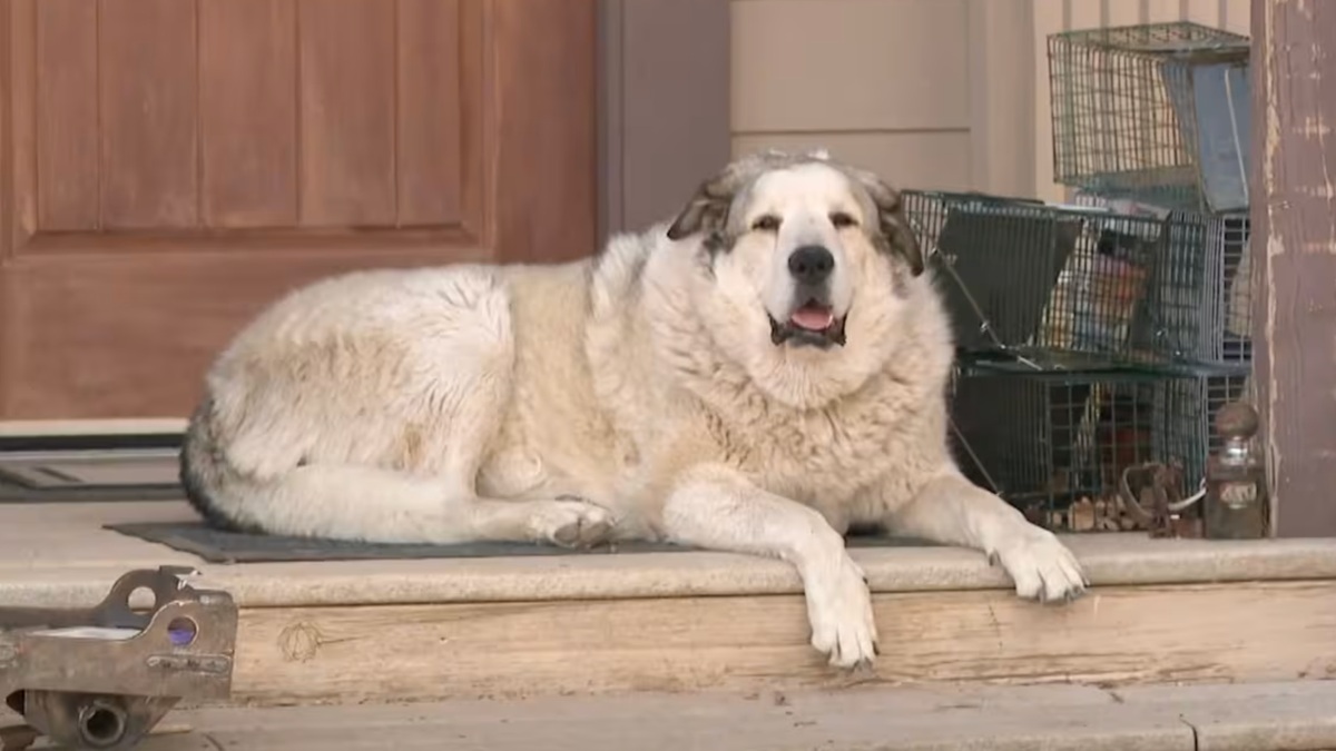 Rancher’s dog helped save toddler lost in Arizona wilderness – NBC4 ...