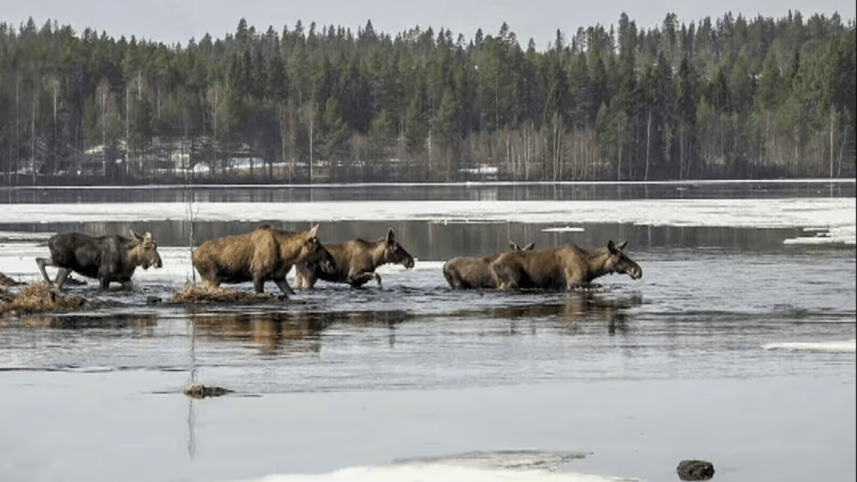 Sweden’s hottest show? Live coverage of the epic moose migration – NBC4 ...