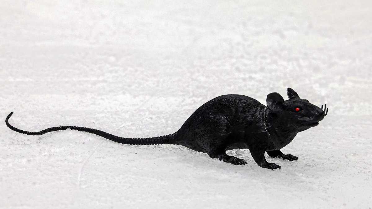 Florida Panthers fans’ rat-throwing tradition explained – NBC4 Washington