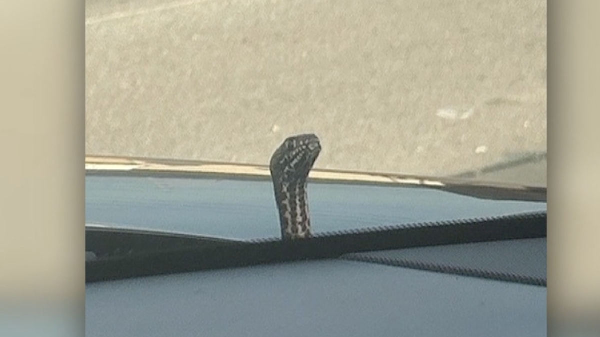 Missouri mom finds snake using car hood as ‘hidey-hole’ – NBC4 Washington