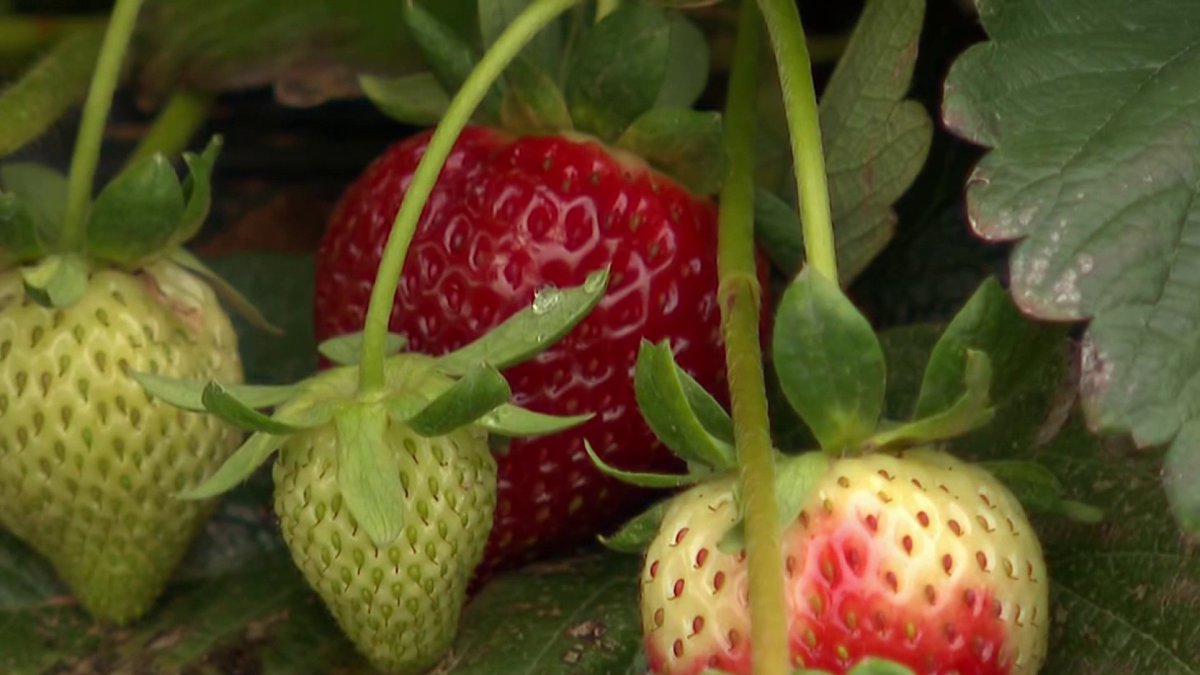 Fungus cuts strawberry season short for some Virginia farmers – NBC4 ...