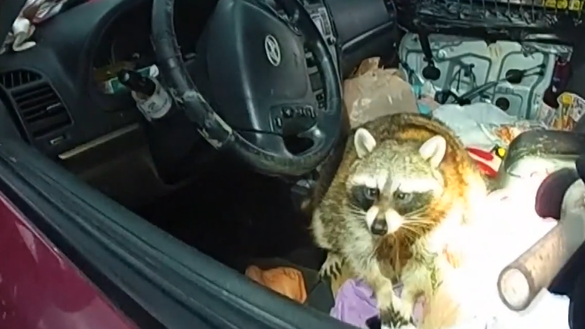 Ohio police find raccoon holding meth pipe after traffic stop – NBC4 ...