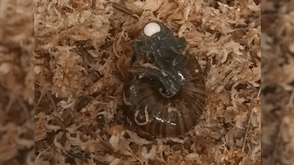 Congratulations, it’s a gastropod: Rare snail recorded laying egg from ...
