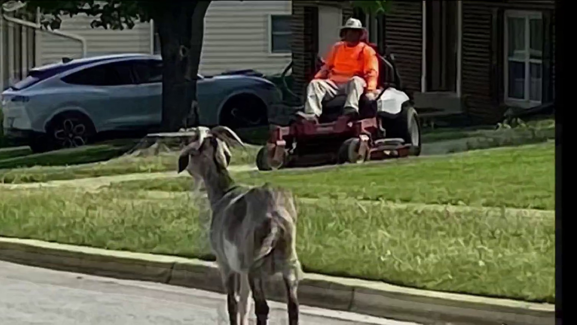 Runaway goat evades animal control for weeks in Fort Washington – NBC4 ...