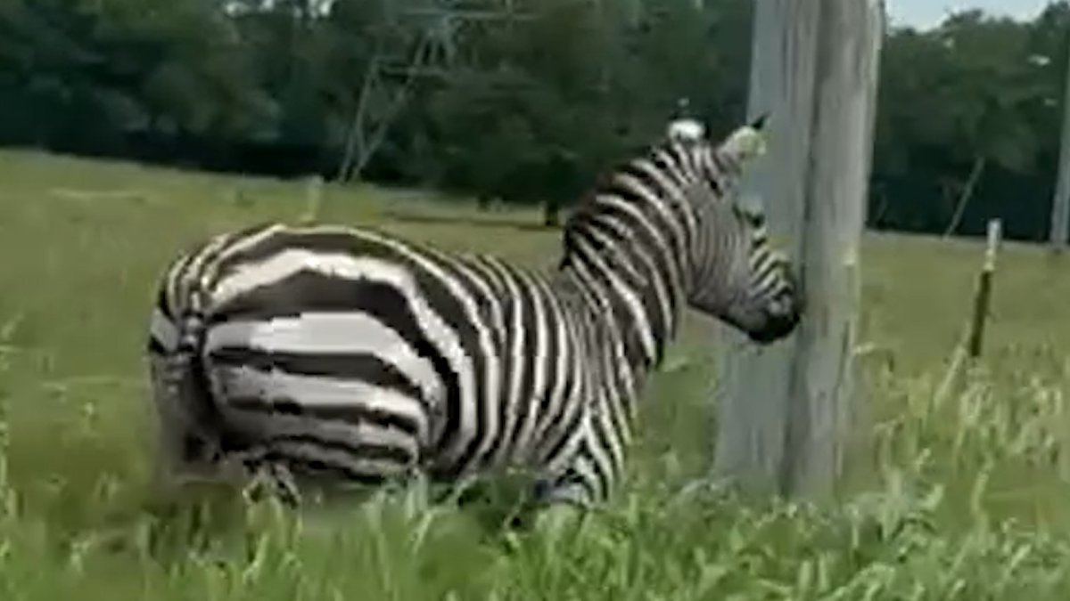 Escaped pet zebra runs along Tennessee road – NBC4 Washington