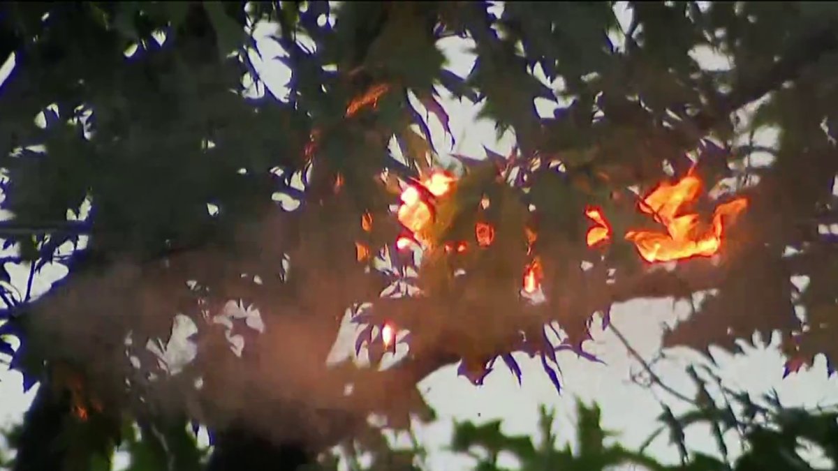 Falling tree drags down power line, sets leaves ablaze during DC storm ...