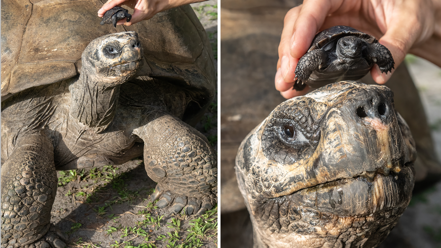Galapagos tortoise celebrates his 135th birthday at Zoo Miami – NBC4 ...