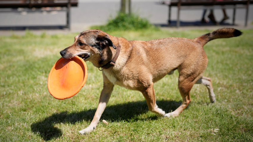 Dog adoption fees waived at Prince William Animal Services Center ...