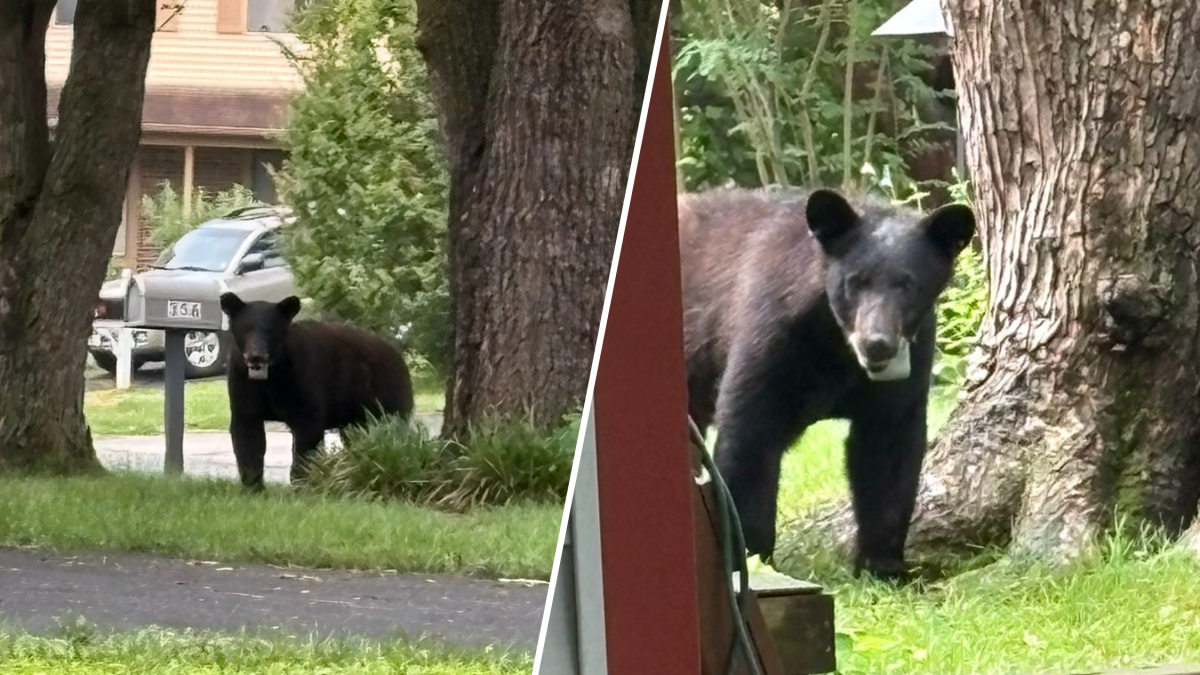 Black bear seen wandering Fairfax County neighborhood – NBC4 Washington