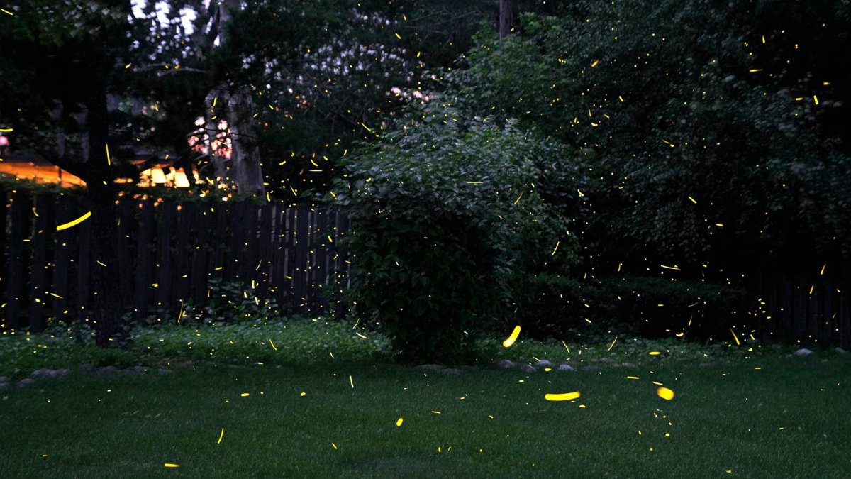 Fireflies light up summer skies, but they’re still on the decline – NBC4 Washington