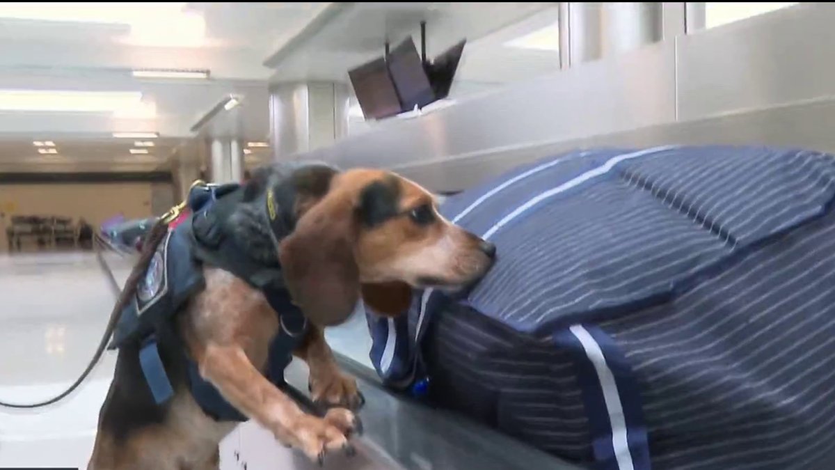 K-9 gets back to work at Dulles after being kicked by a traveler – NBC4 ...