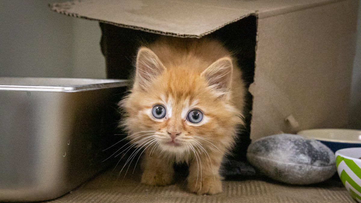 Kitten rescued from storm drain near I-95 on-ramp – NBC4 Washington