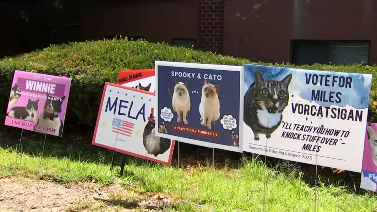 Somerville cat mayor race now includes more felines, other animals ...