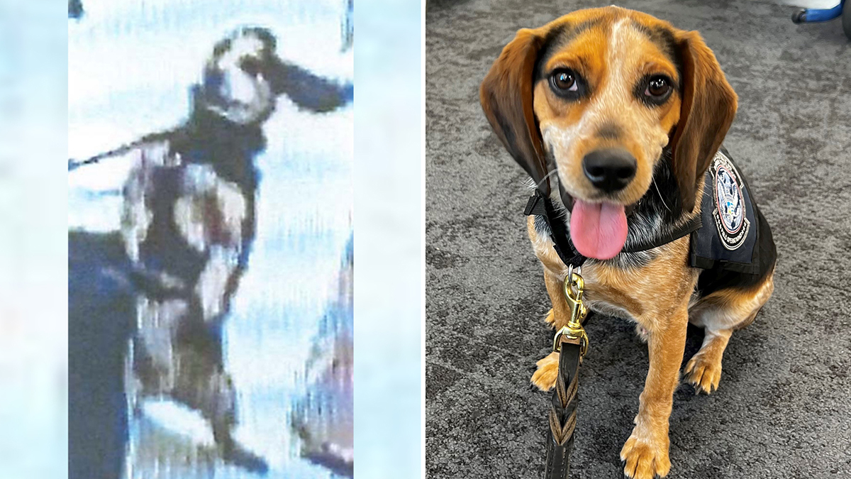 K-9 beagle ‘sent airborne’ with kick at Dulles back on job – NBC4 ...