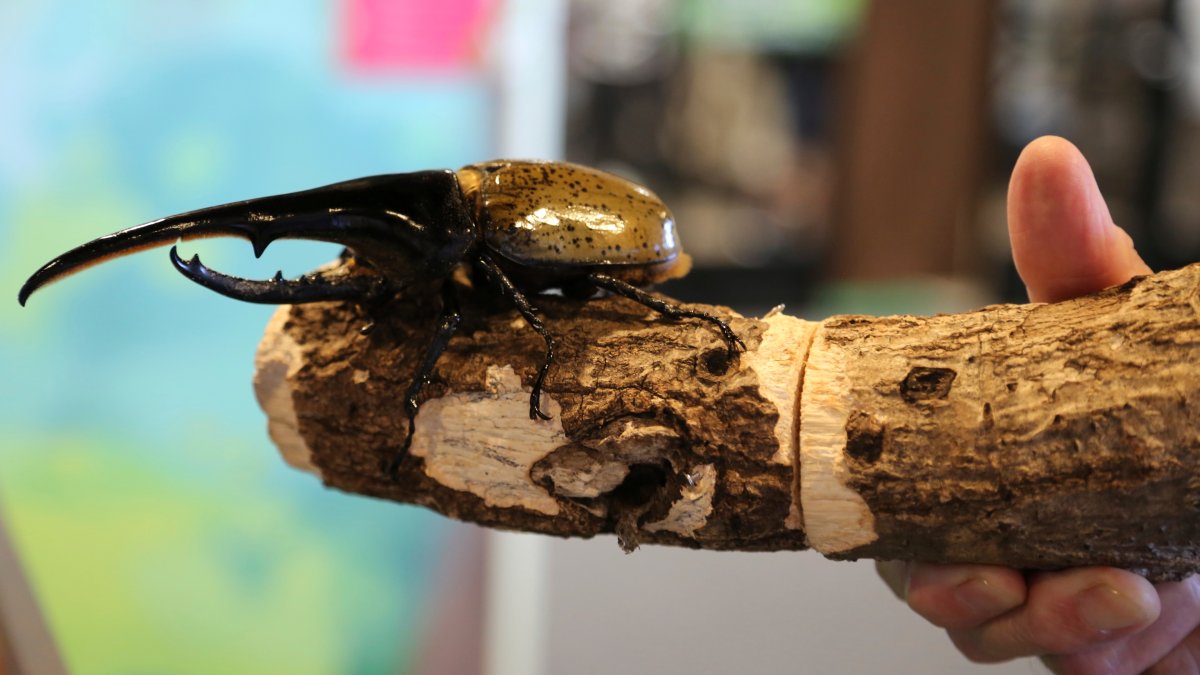 In Japan, bugs are pets, playmates and lifelong passions – NBC4 Washington