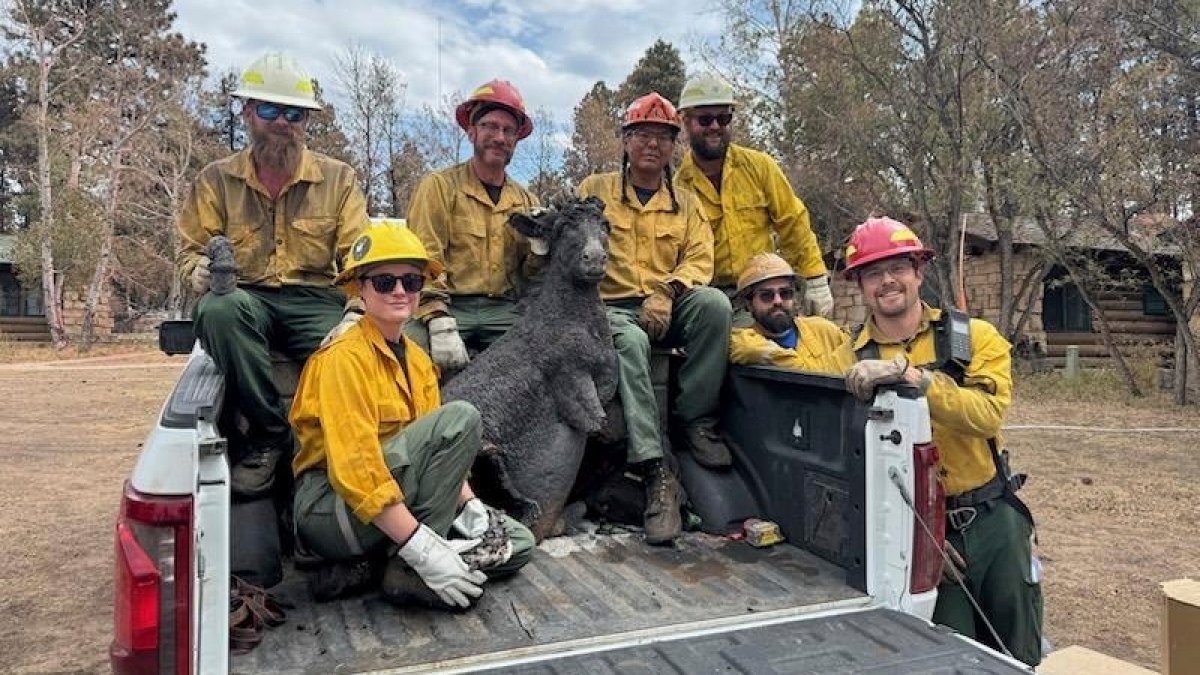 A Grand Canyon mascot is recovered from the rubble – NBC4 Washington