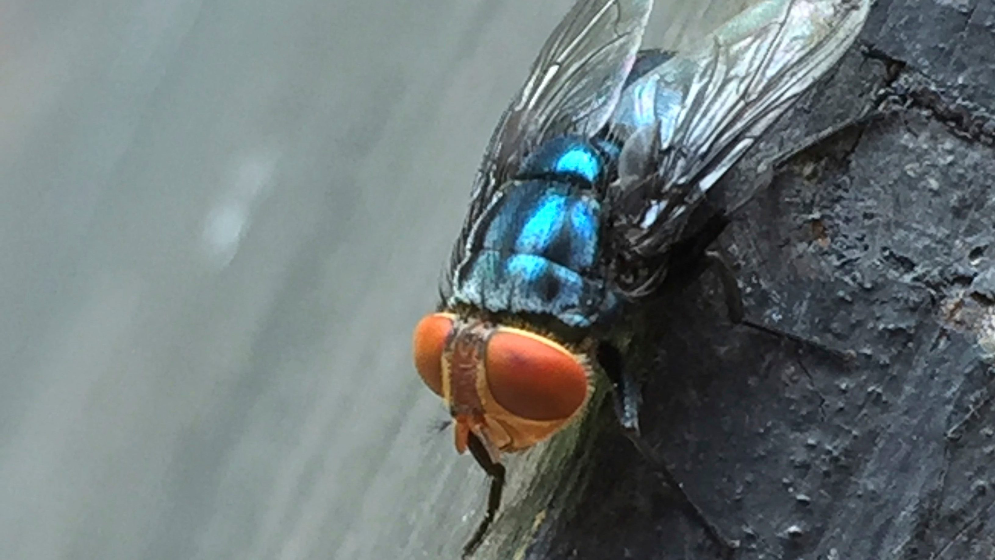 Maryland resident diagnosed with New World screwworm. Here’s what to ...