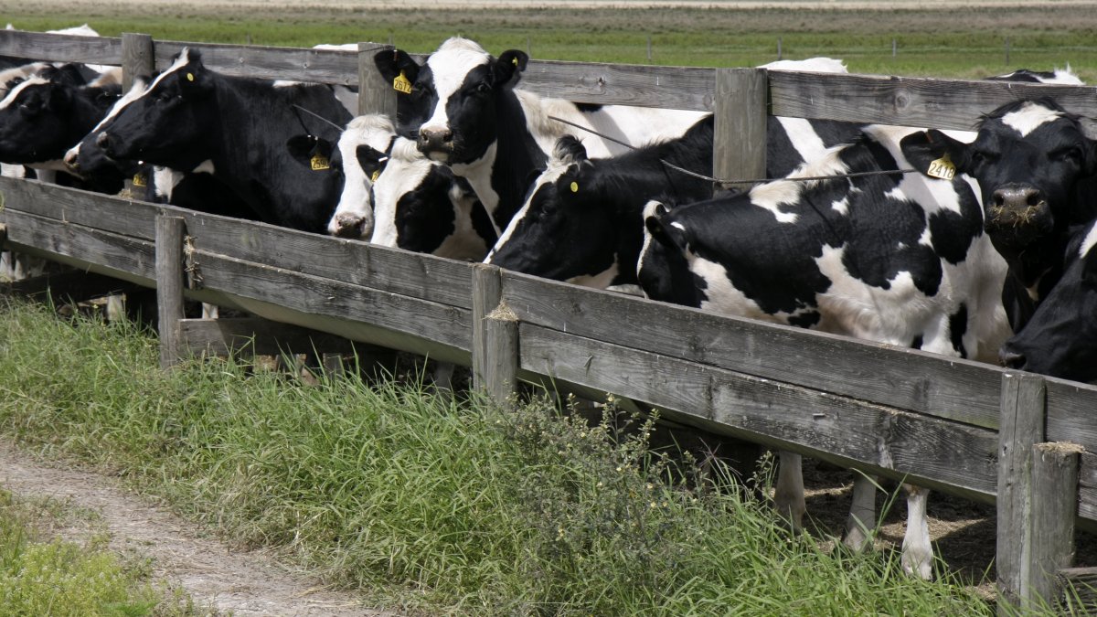 Woman says raw milk sickened her toddler and led to loss of unborn baby ...