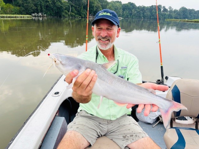 As catfish threaten the Chesapeake Bay, Maryland says take a bite ...