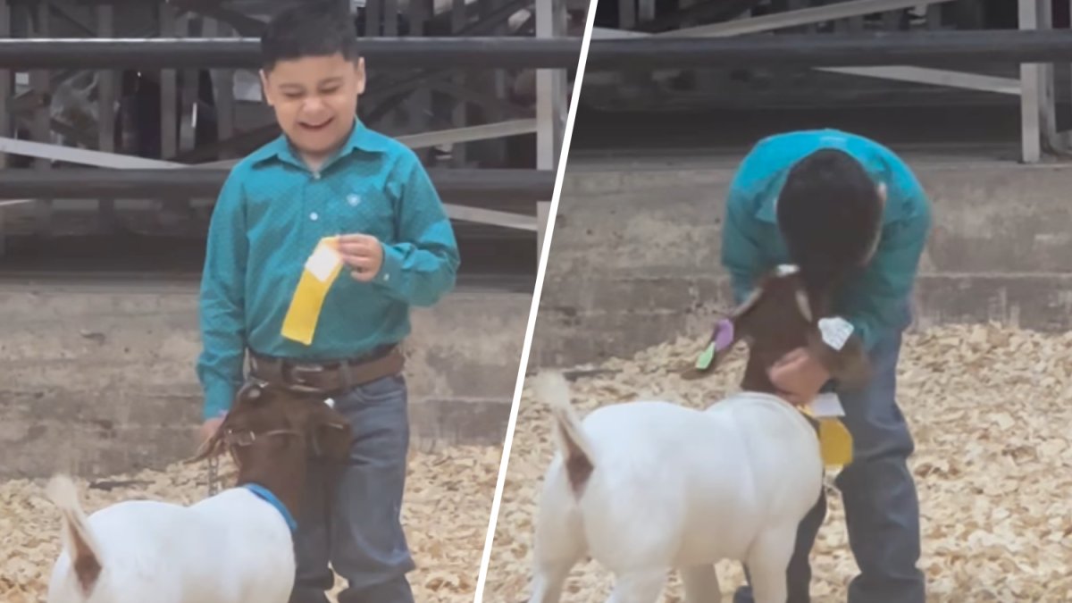 Boy’s joyful reaction to goat show win in Texas goes viral – NBC4 ...