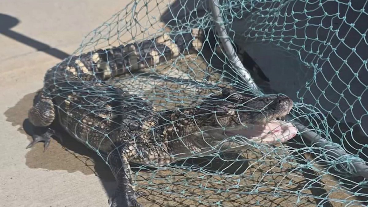 Later, alligator: Reptile removed from Washington Channel – NBC4 Washington