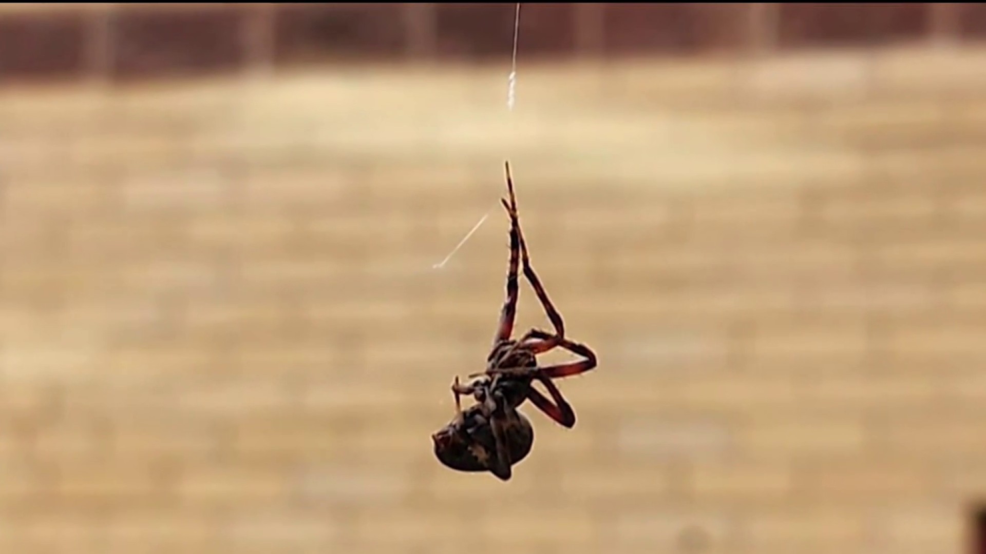 Black widow spiders found at Westfield High School in Chantilly – NBC4 ...