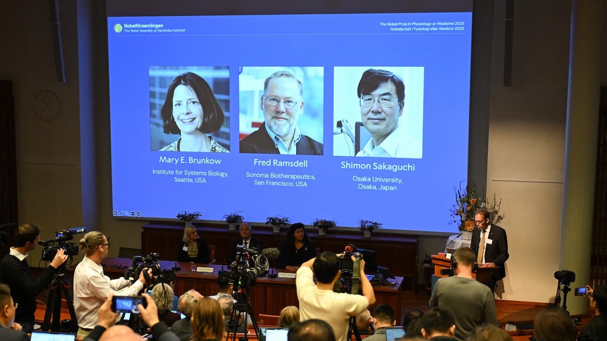 Brunkow, Ramsdell and Sakaguchi win 2025 Nobel Prize in medicine – NBC4 Washington