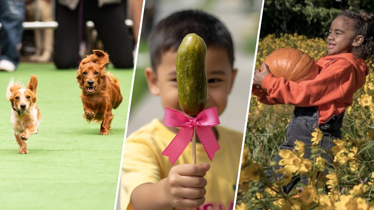 The Weekend Scene: Things to do in the DC area, through Oct. 5 – NBC4 ...