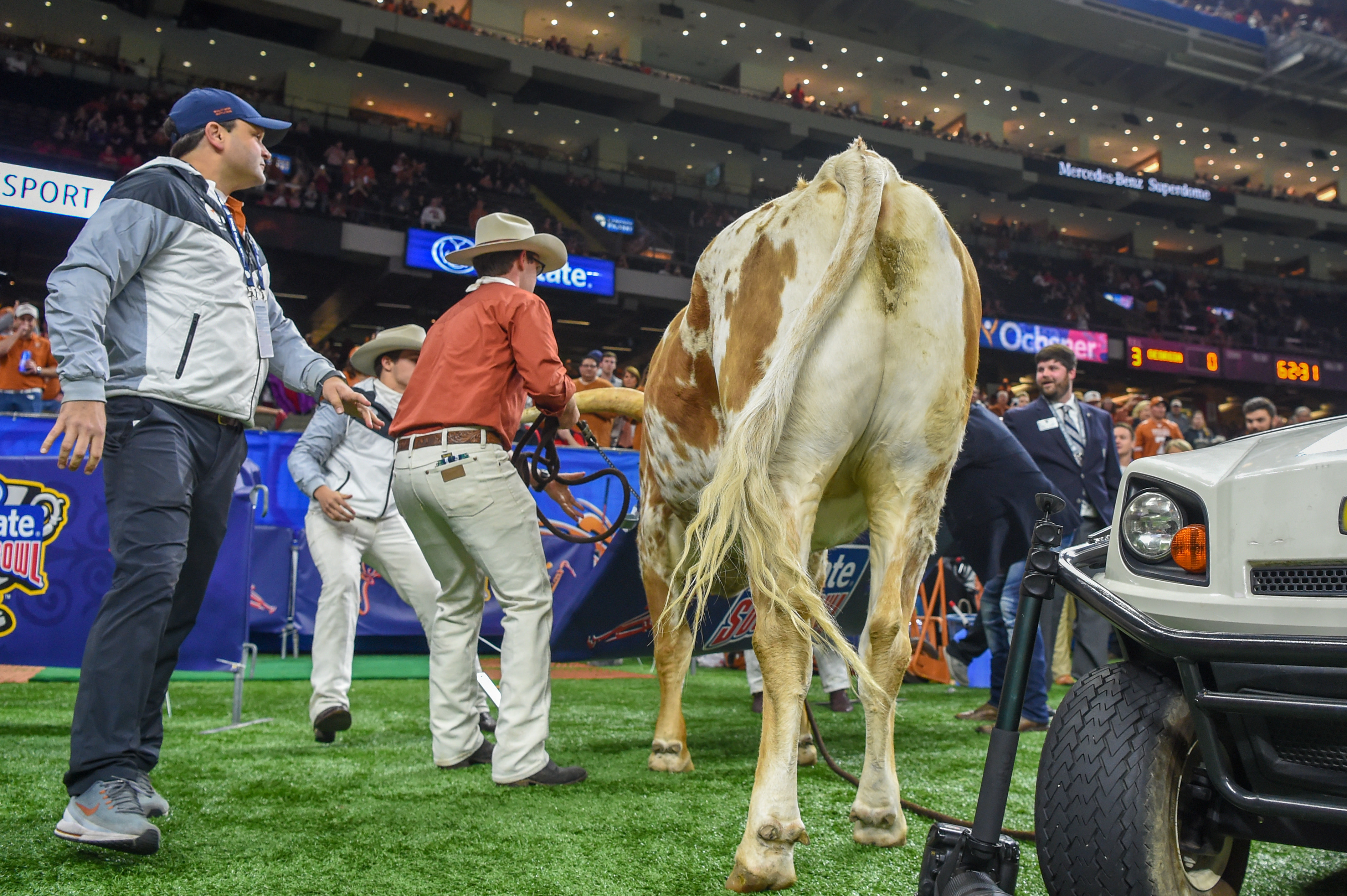 Live animals as college football mascots — beloved or outdated? – NBC4 ...