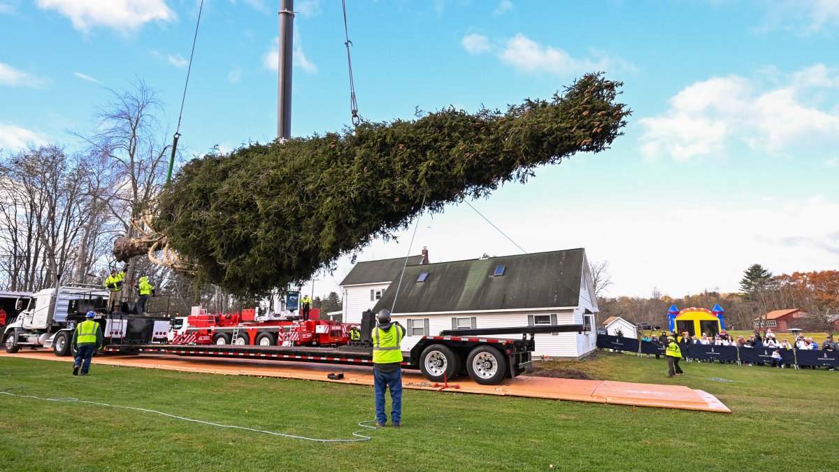 How the Rockefeller Center Christmas tree is picked and moved – NBC4 ...