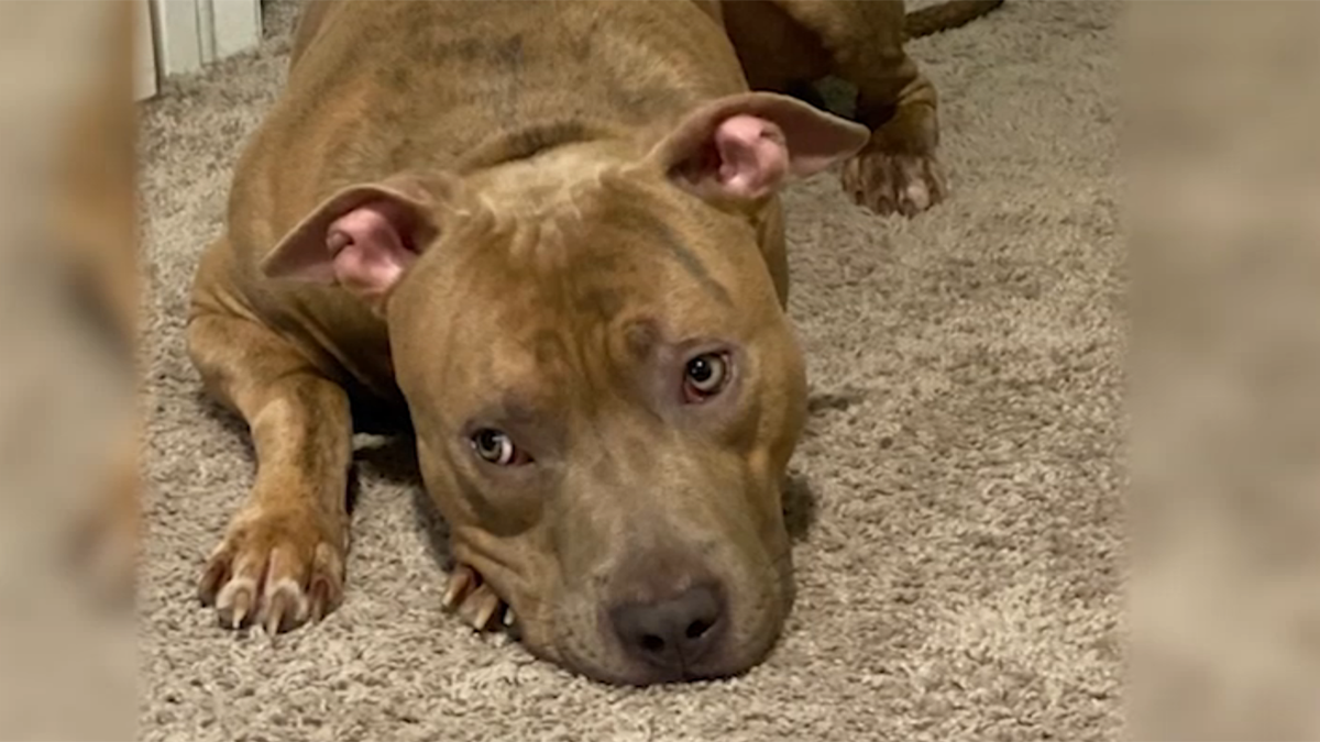 Pit bull ban to end in Prince George’s County, with new permit plan in ...