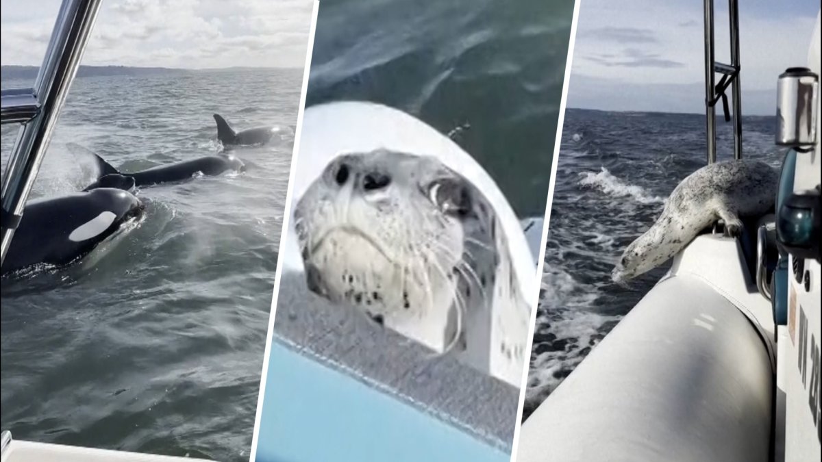 Seal escapes orca hunt by jumping onto photographer’s boat: Watch ...