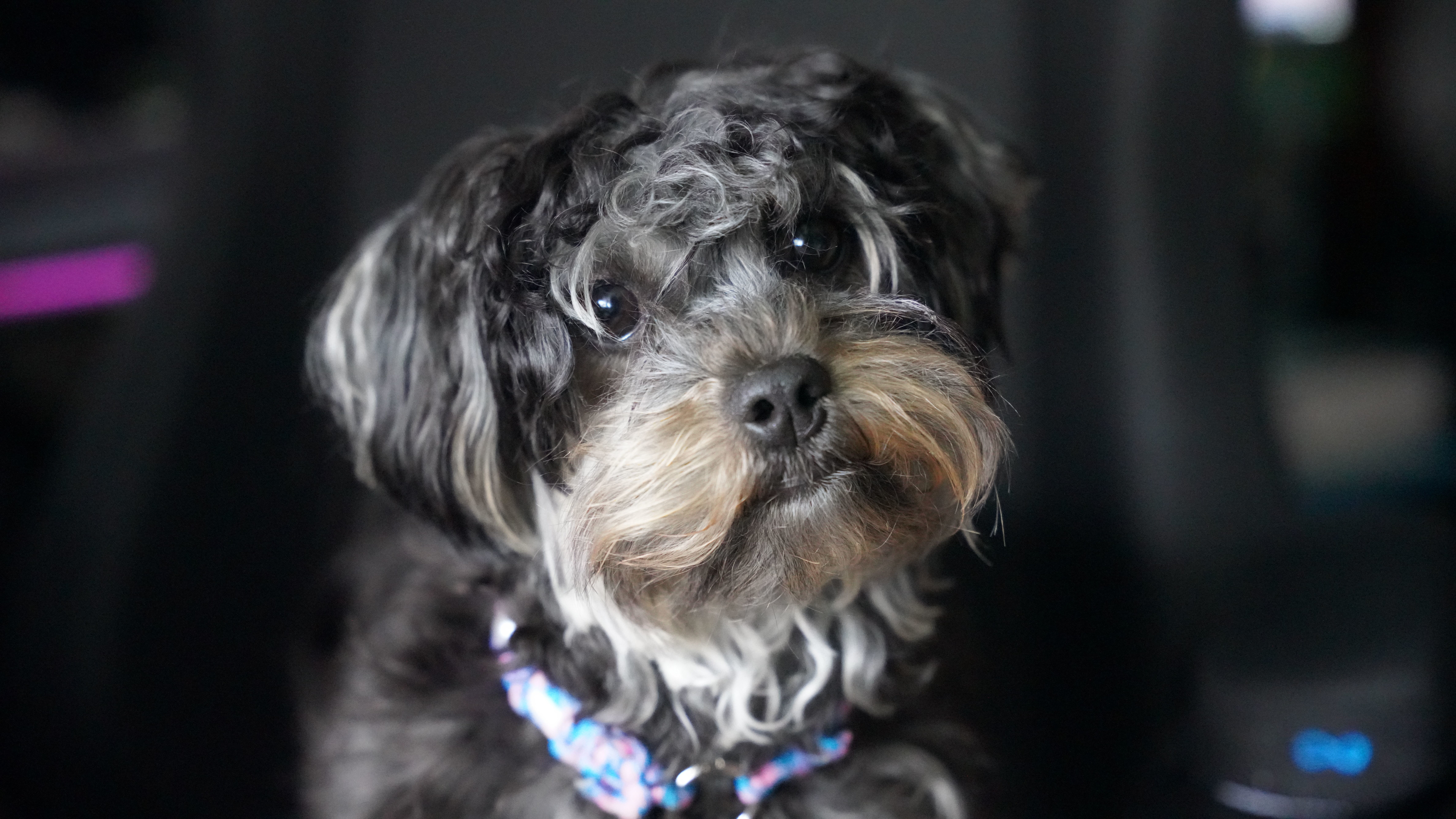 The American Kennel Club adds 3 more dog breeds – NBC4 Washington