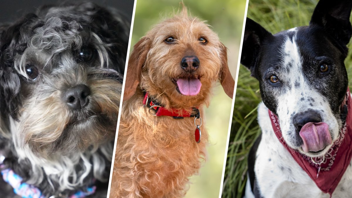 The American Kennel Club adds 3 more dog breeds – NBC4 Washington